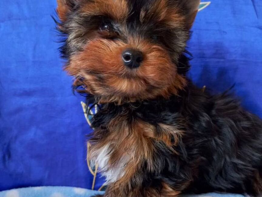 Шикарные детишки Йоркширский терьер