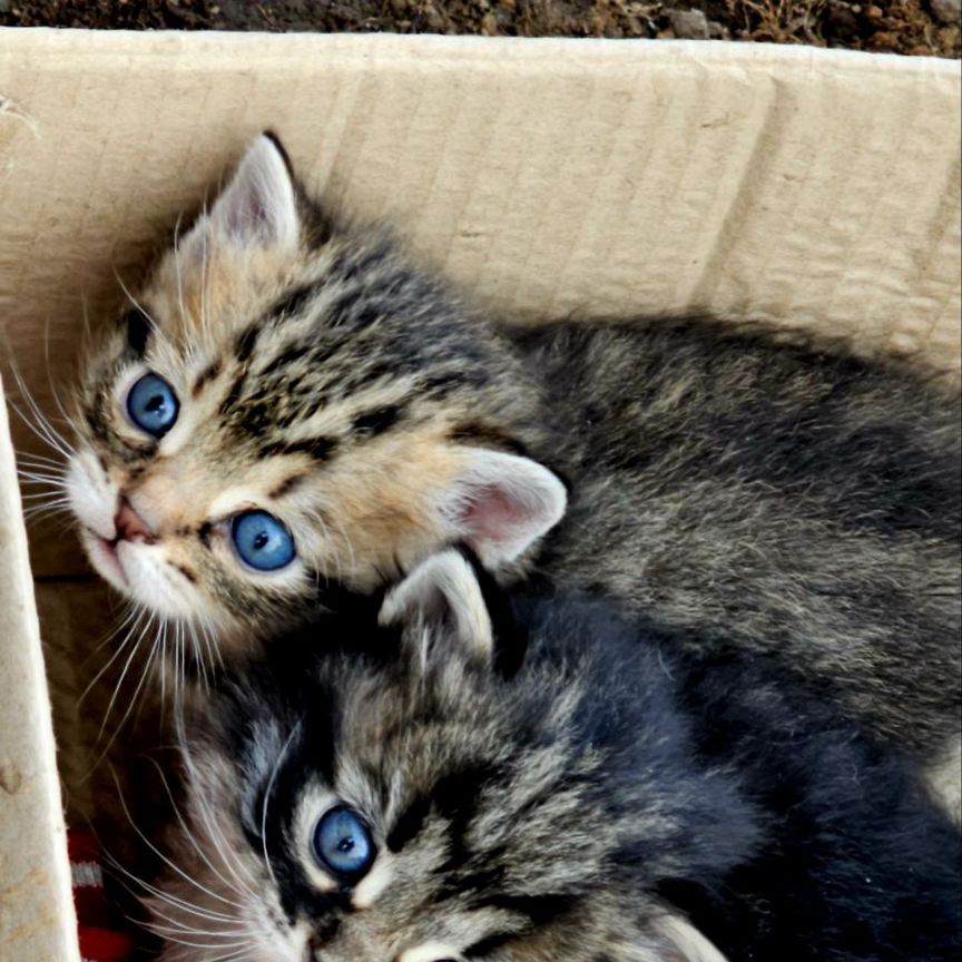 Котята сибирской породы
