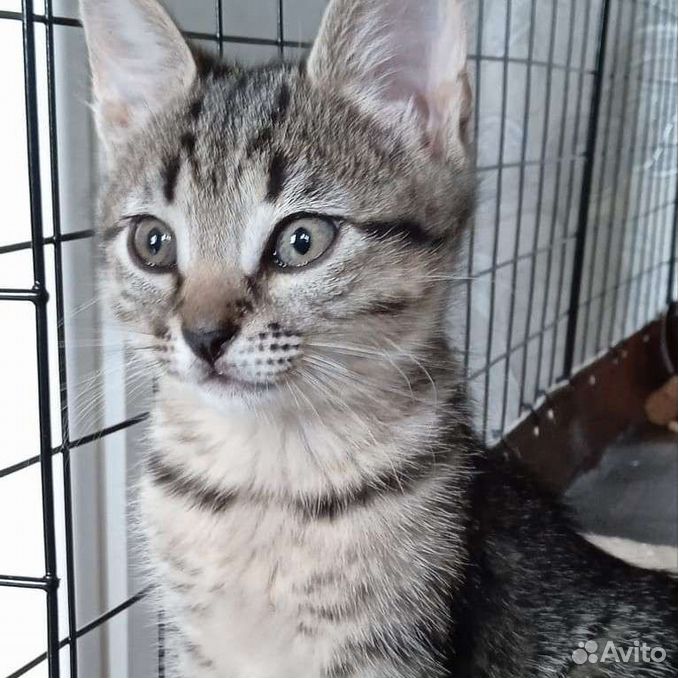 Котёнок, малышка Пуша 2 мес, ищет семью