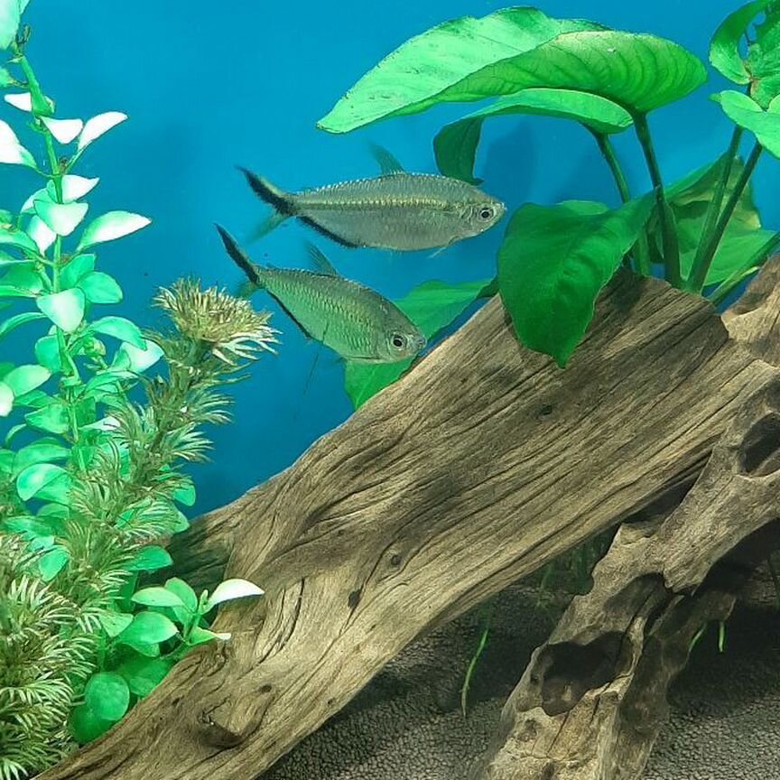 Продам рыбок "Тетра Коста"