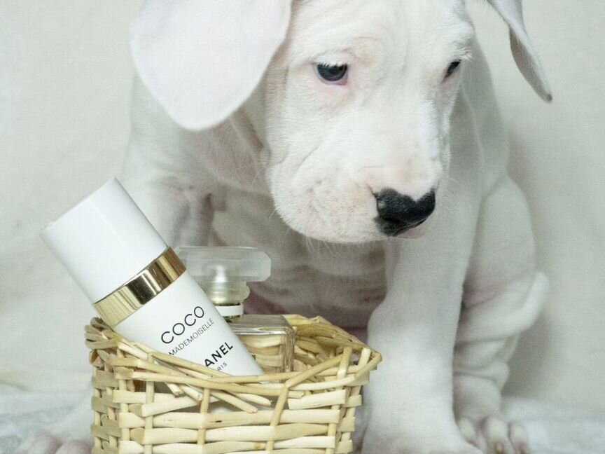 Аргентинский дог дого аргентино