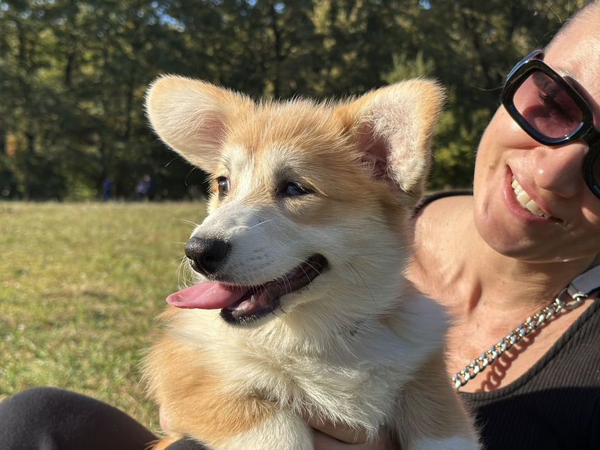 Деффочка красавица щенок вельш корги пемброк