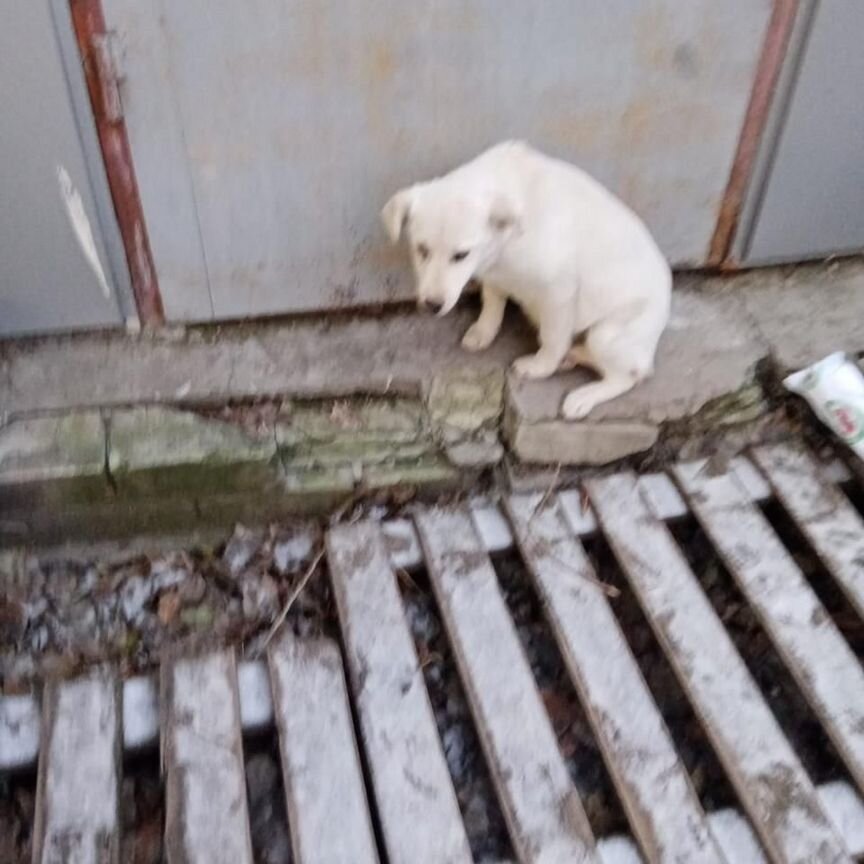 Щенок