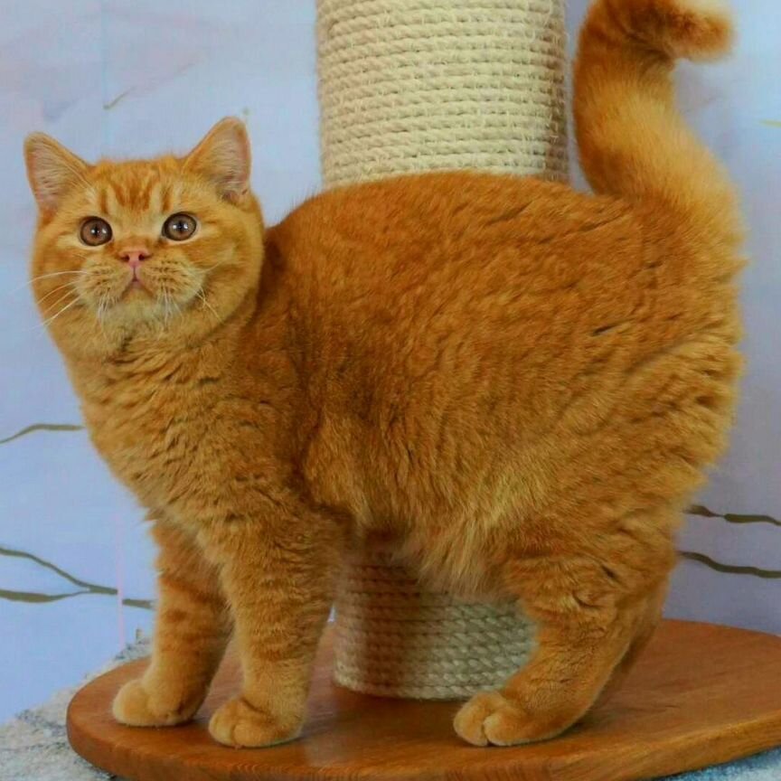Шикарный британский котёнок