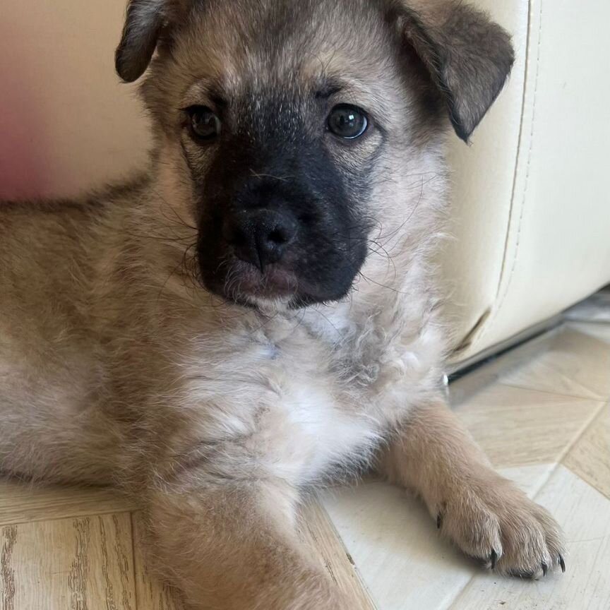 Плюшевый Балу ждёт родителей