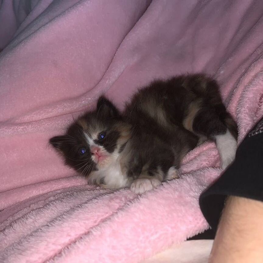 Кошка