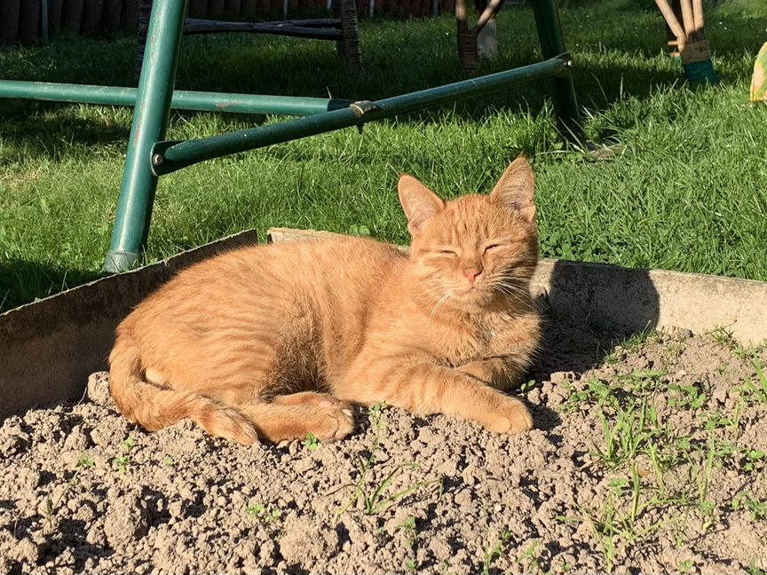Котята в добрые руки бесплатно