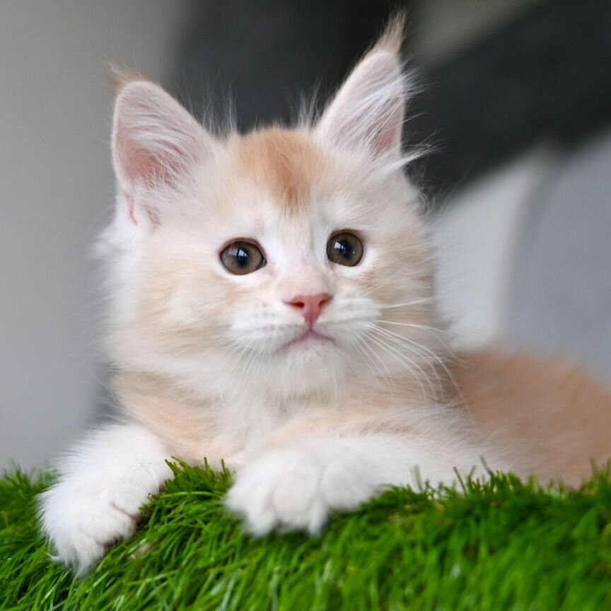 Львеночек мейн кун