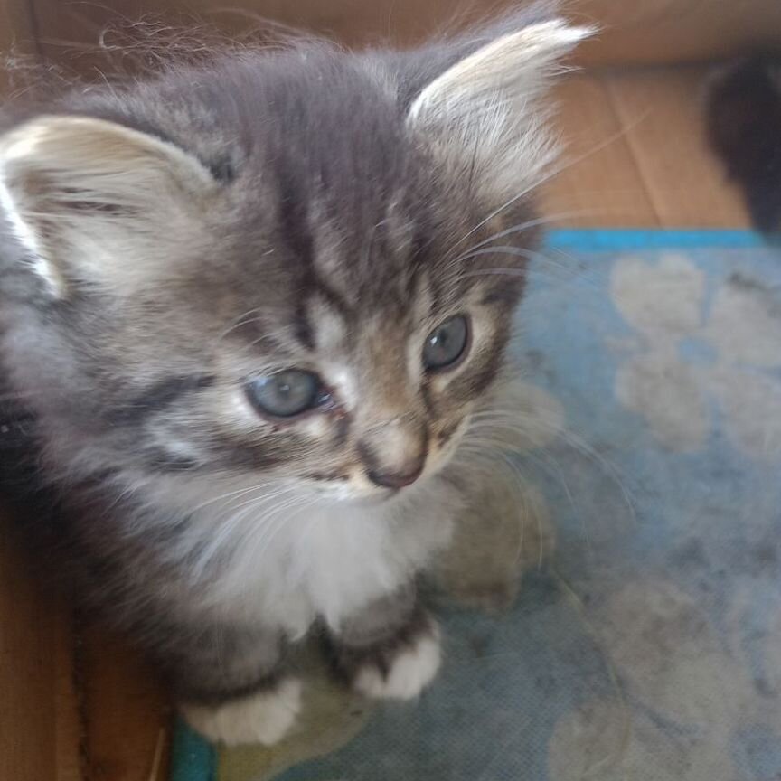 Котёнок в добрые руки