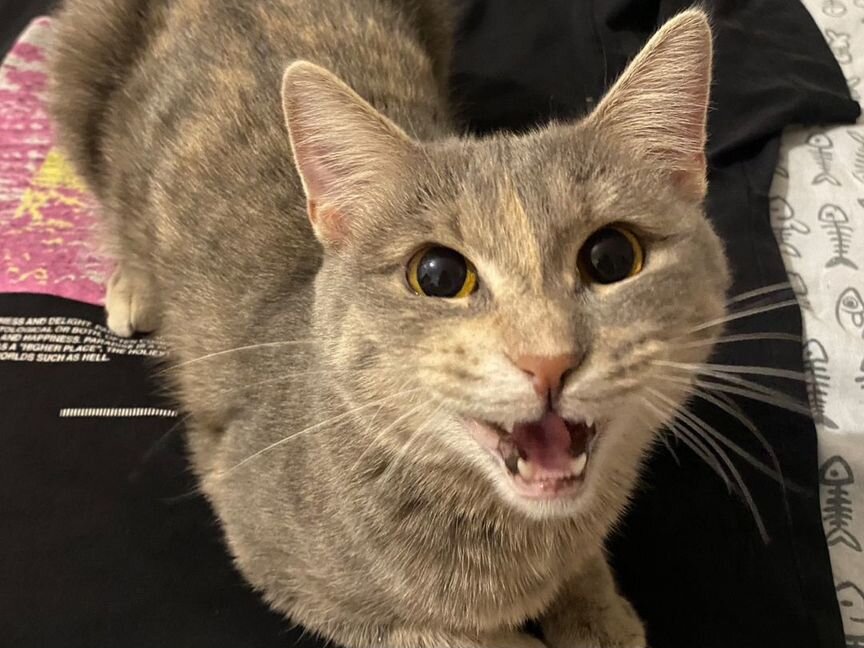 Кошка бешеная