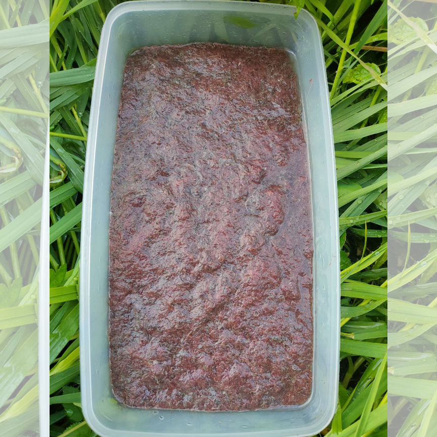 Трубочник, Мотыль