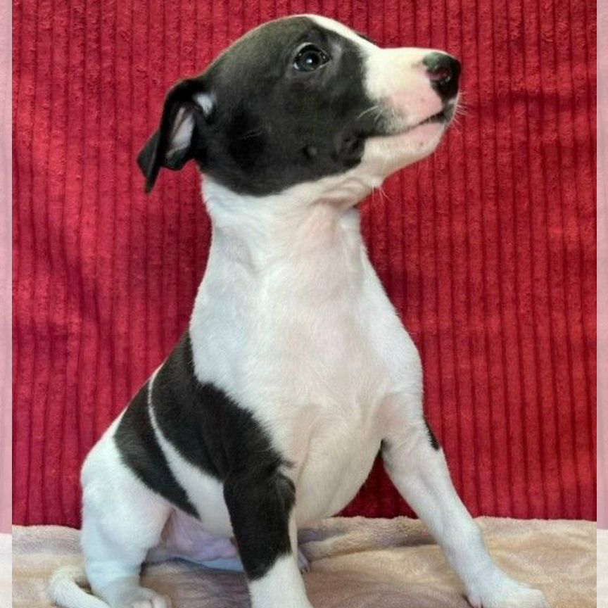 Уиппет, щенок