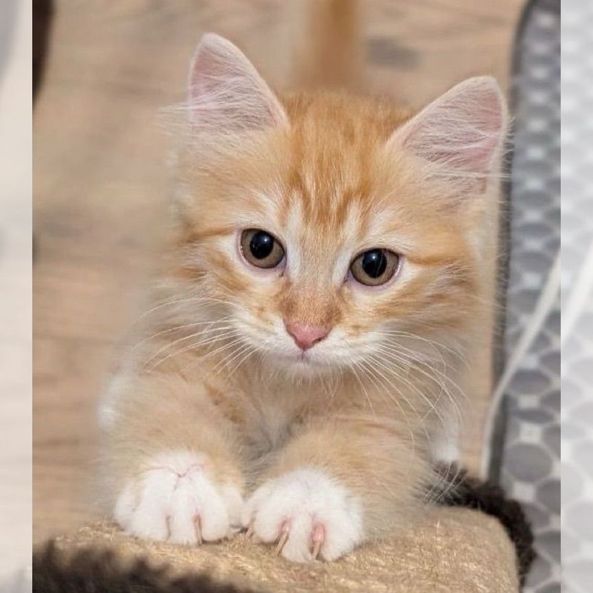 Котёнок в добрые руки