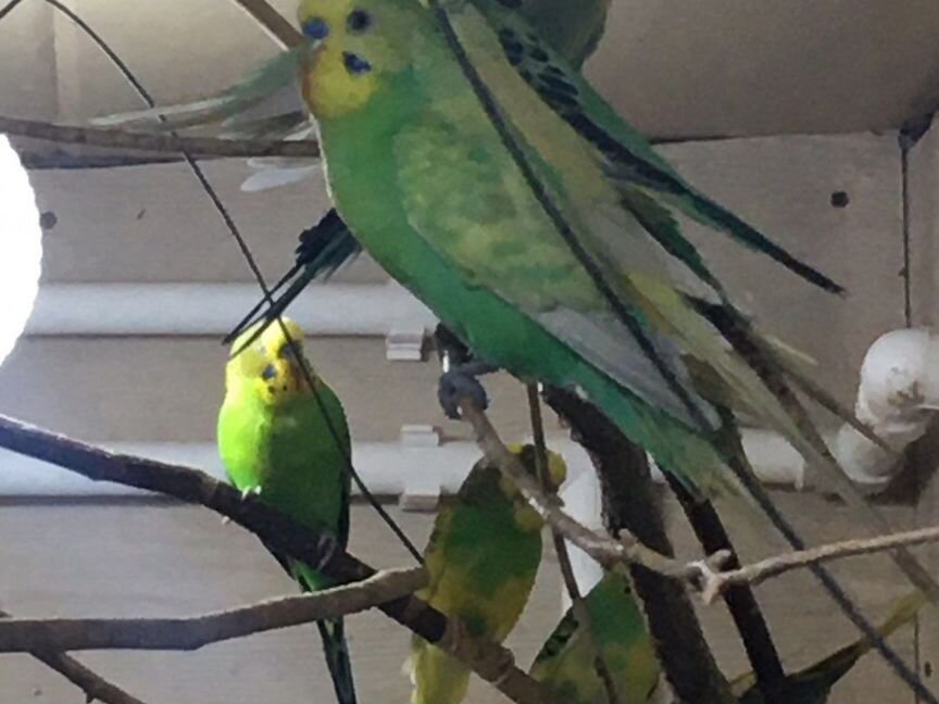 Волнистые попугаи