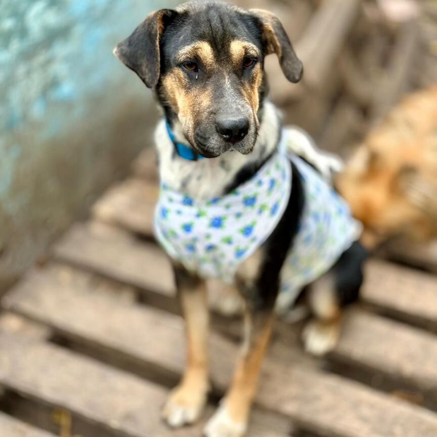 Собака в добрые руки