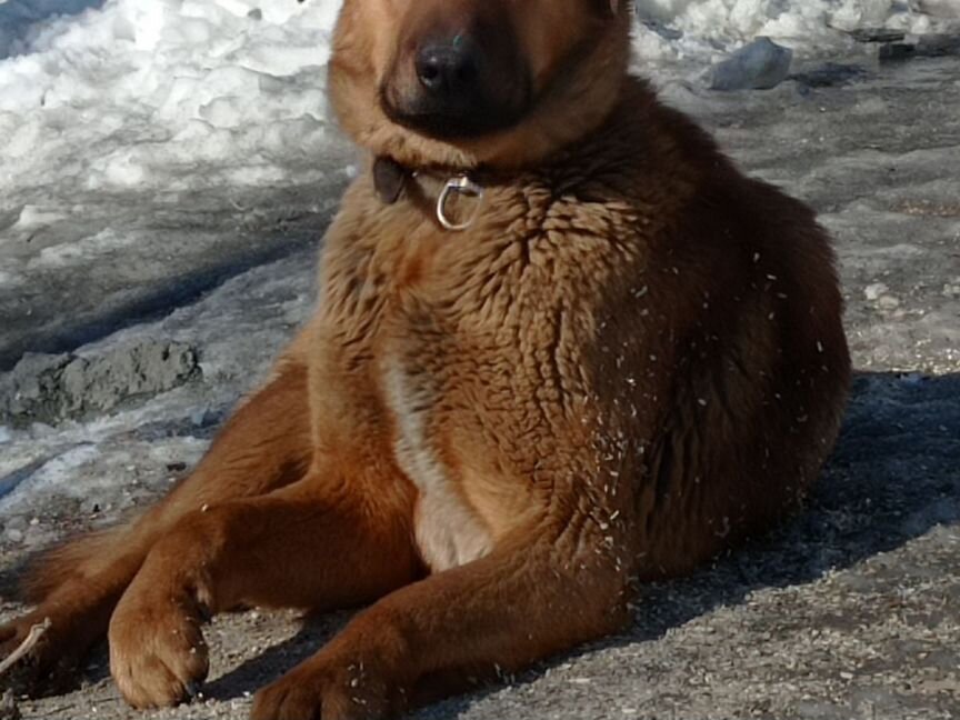 Прекрасный собакен,рэй,1 год