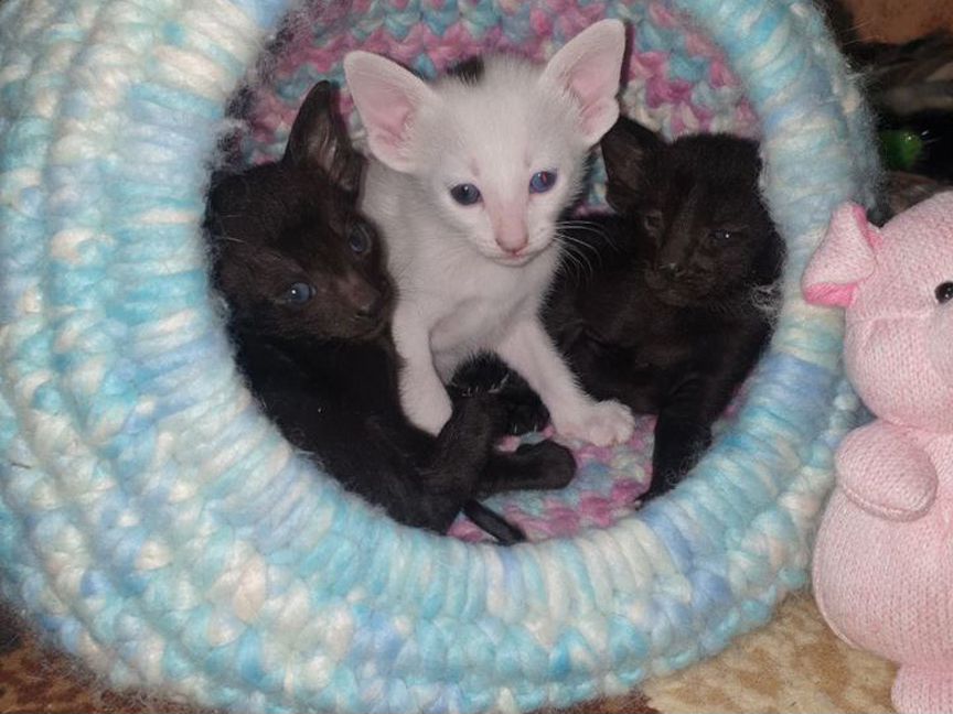 Котята ориенталы