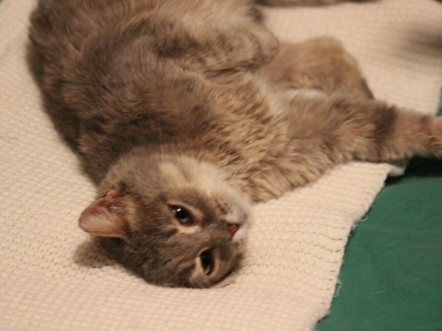 Ксюша супер ласкуша в добрые руки