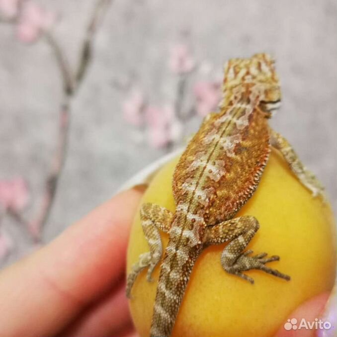 Бородатая агама малыши