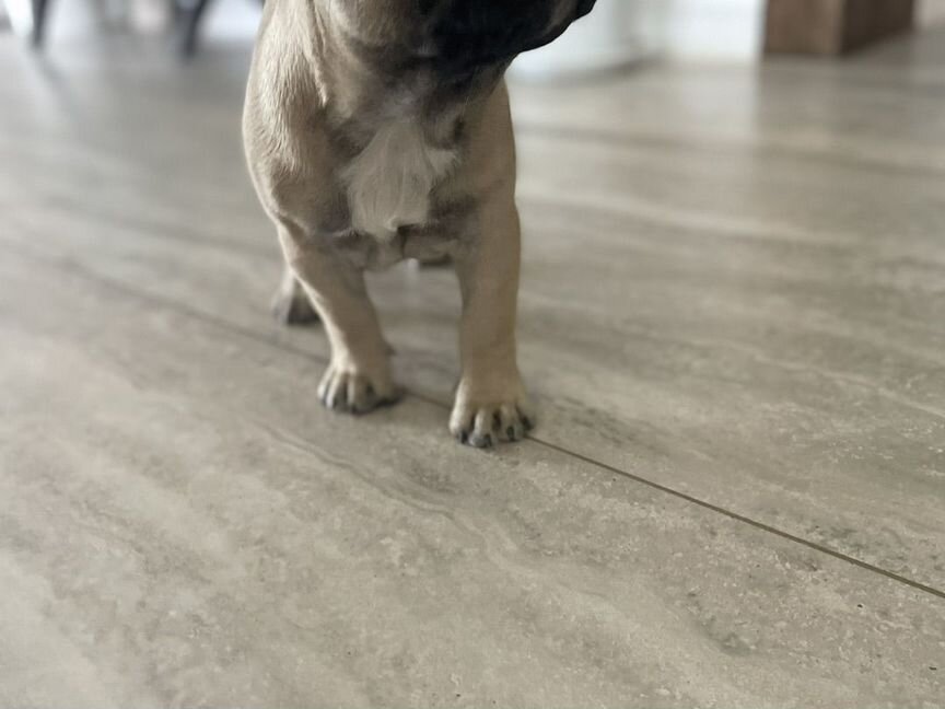 Ушастые малыши