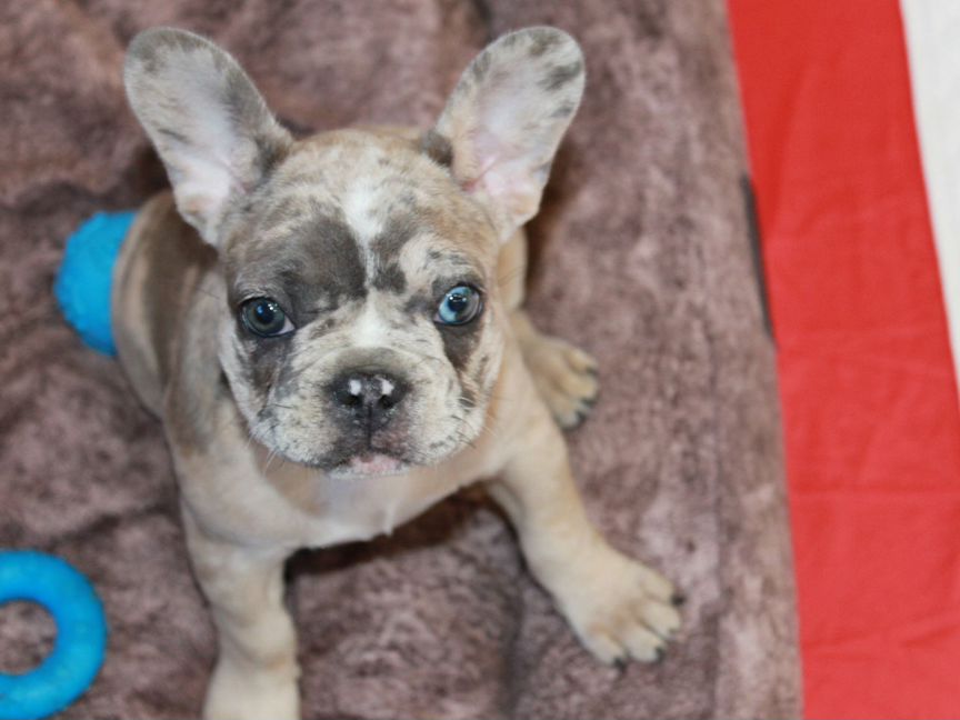 Французский бульдог