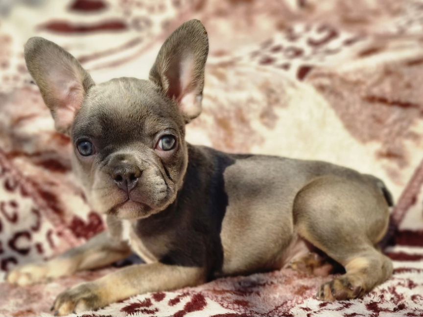 Голубые и лиловые французы