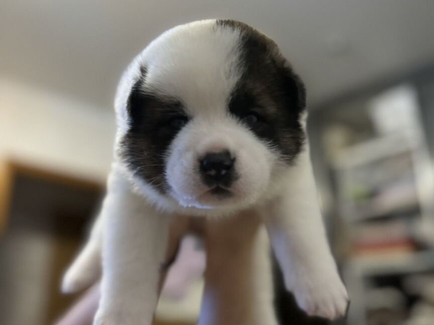 Американская акита