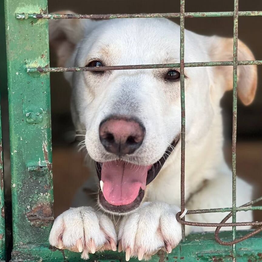 Собака в добрые руки бесплатно дар