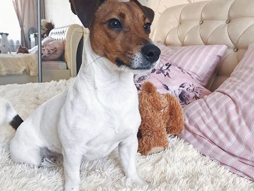 Джек рассел терьер вязка