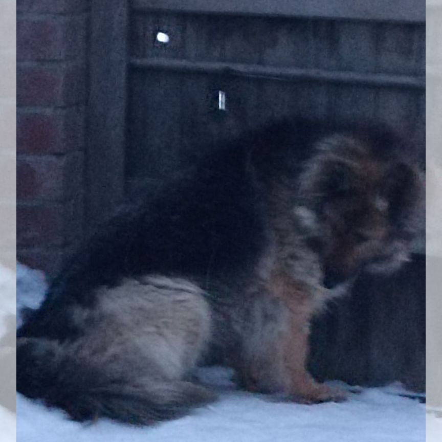 Немецкая овчарка, взрослая собака