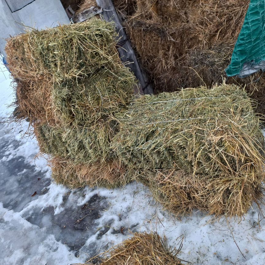Сено люцерны в тюках