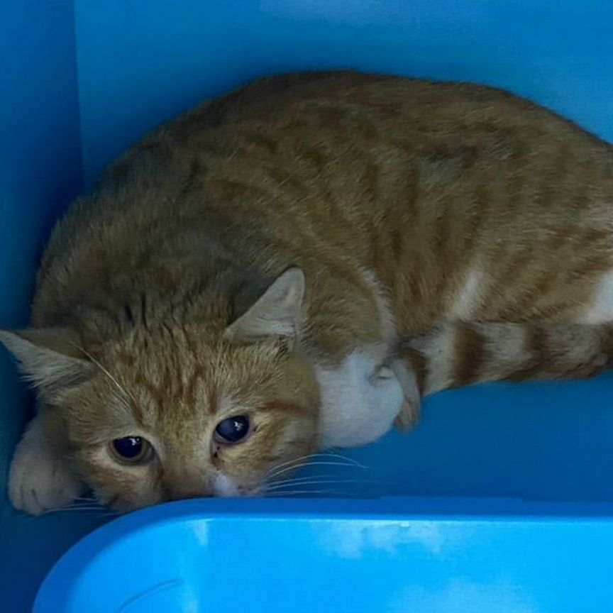 Рыжий котик радий с больным глазиком