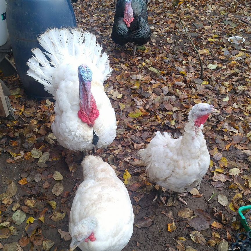 Индюки семья