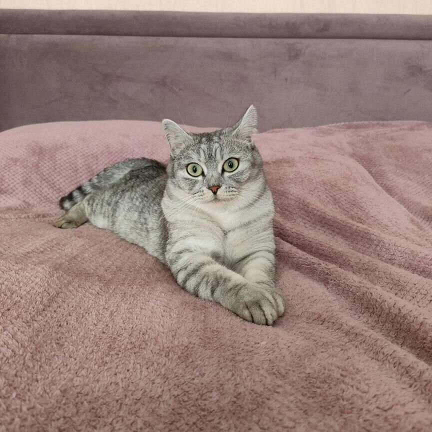 Кошки
