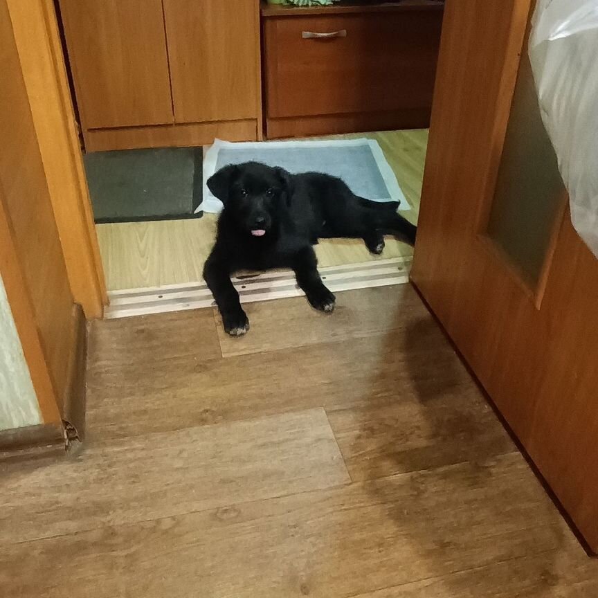 Отдам бесплатно собачку в добрые руки