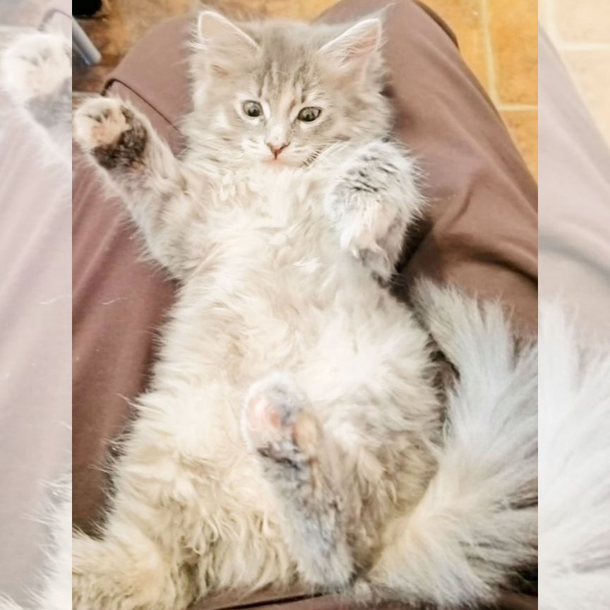 Сибирская кошка