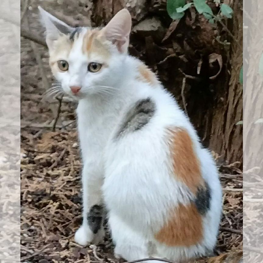 Котёнок Белочка