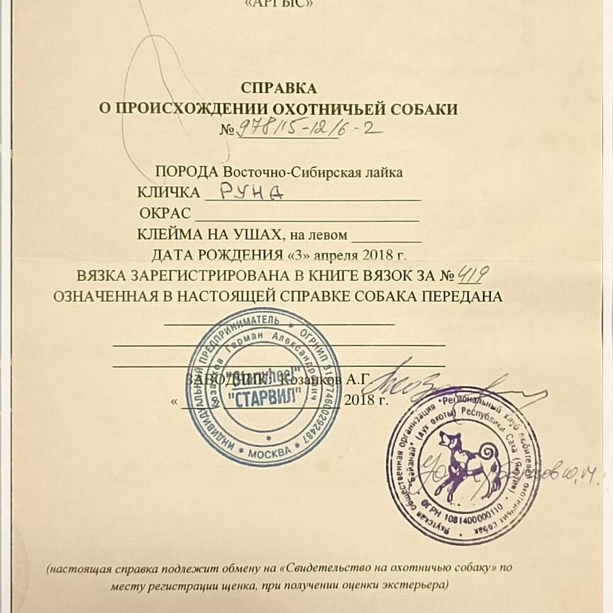 Восточносибирская лайка, взрослая собака