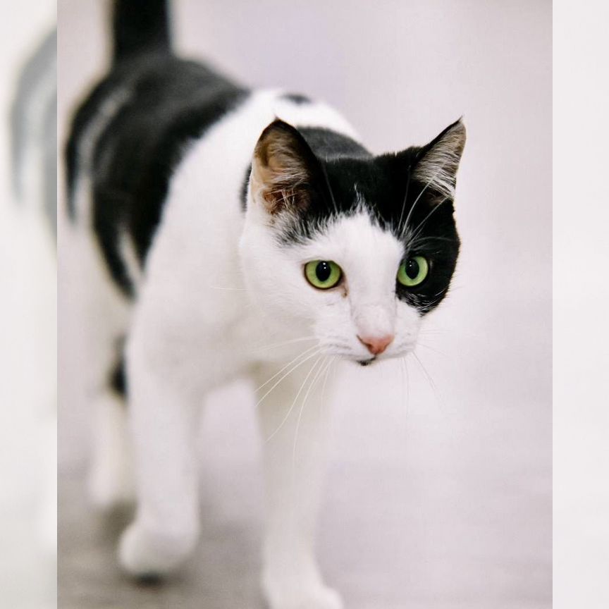 Взрослый кот в добрые руки