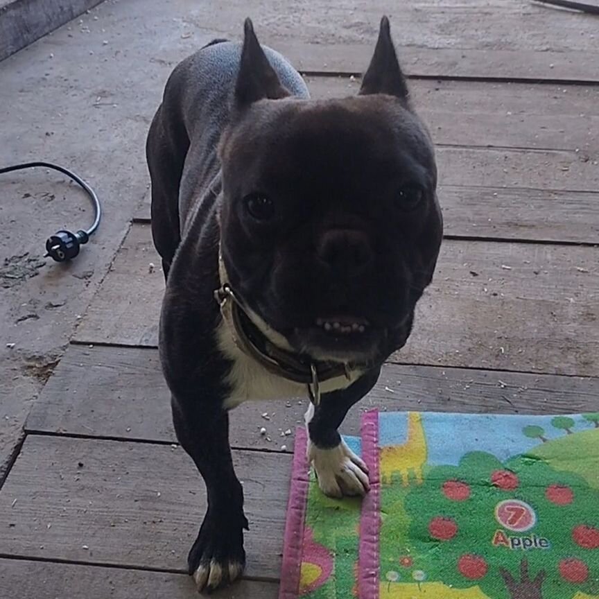 Французский бульдог, взрослый пёс