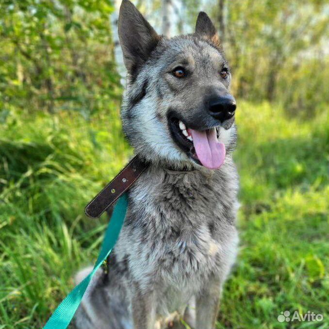 Молодая собака с Историей