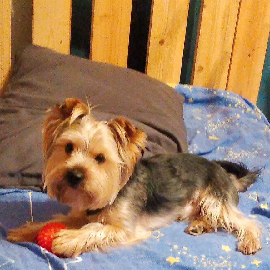 Йоркширский терьер