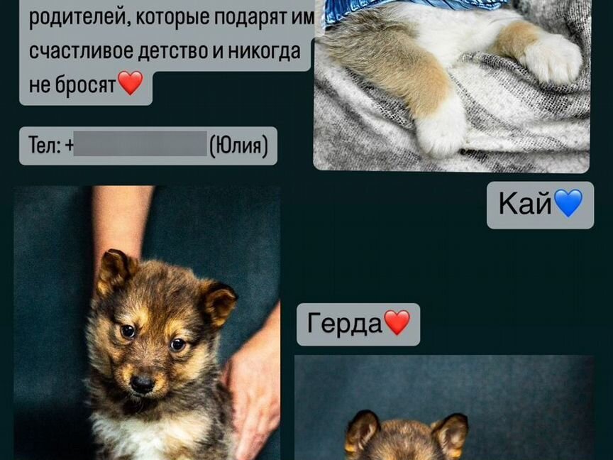 Славные щеночки ищут любящих и заботливых мам/пап