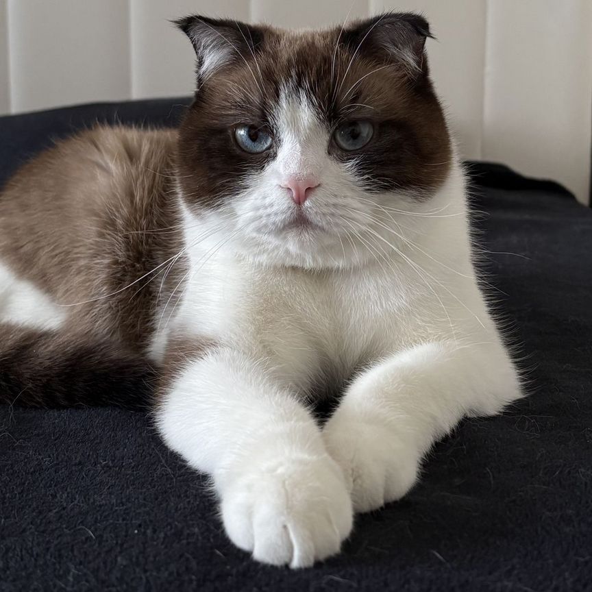 Шотландский вислоухий длинношёрстный, взрослый кот