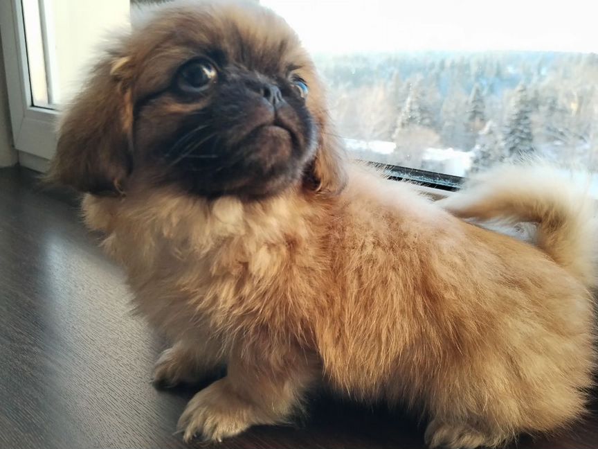 Щенки пекинеса