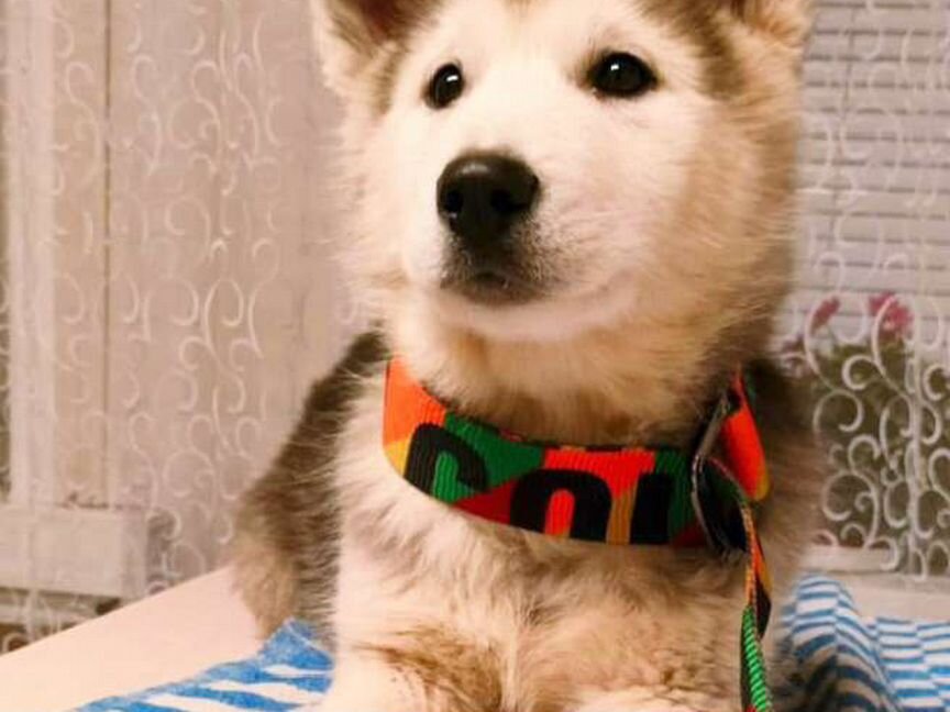 Щенок мальчик, метис маламута, 2,5 месяца