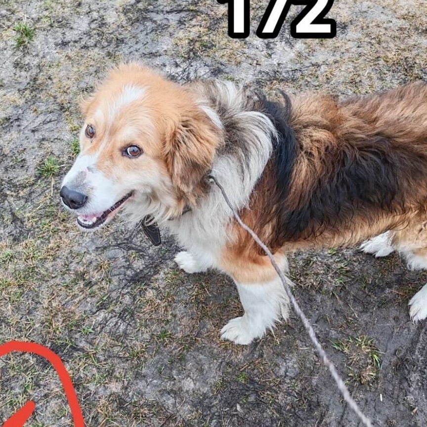 Взрослая собака в добрые руки