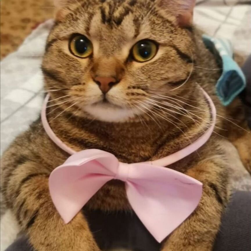 Кот 1 год 10 мес
