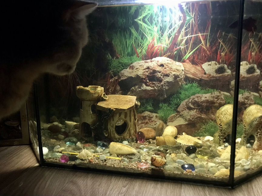 Аквариум 65л