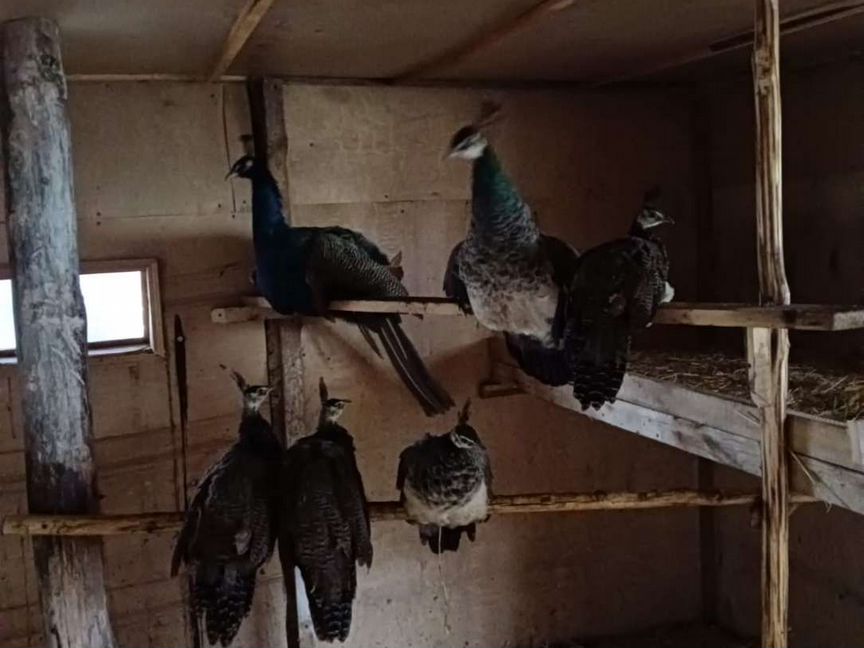 Павлины индийские 1 год